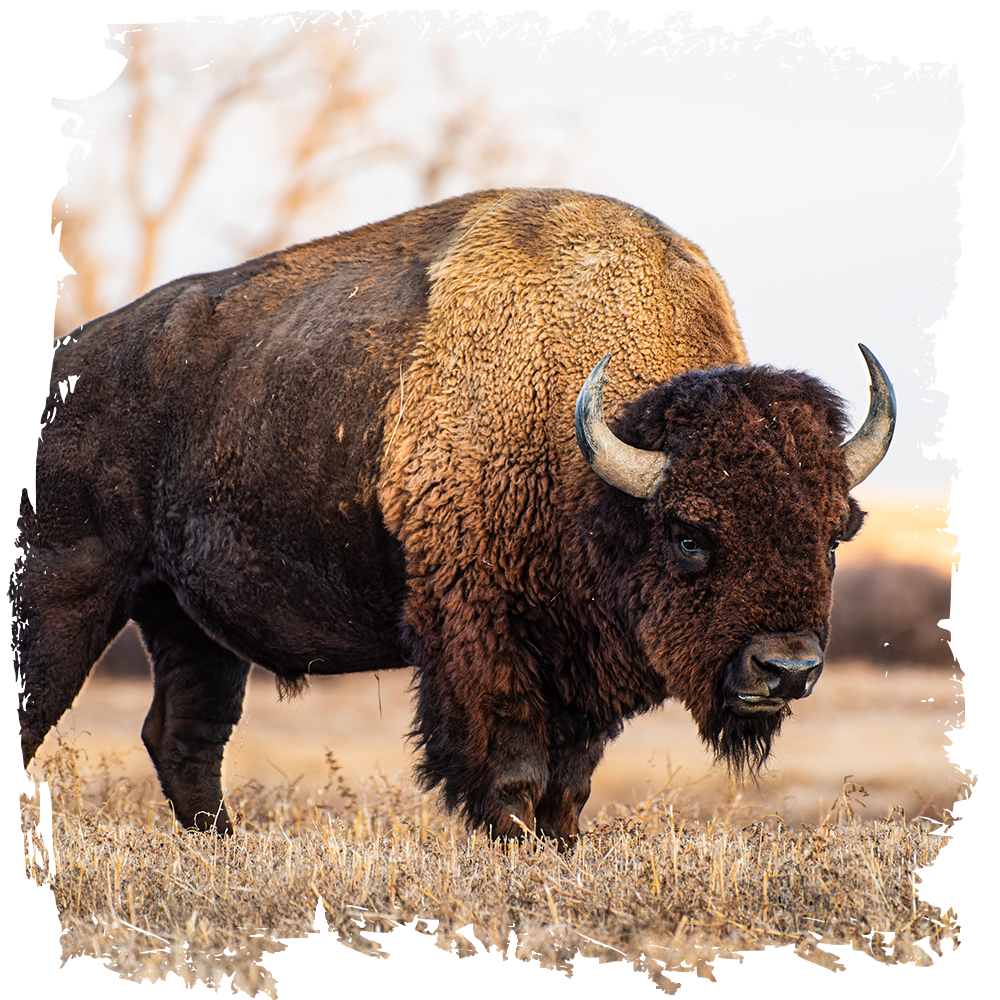 The Great North American Bison – Big Horn Bison Ranch