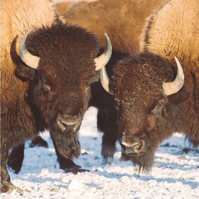 Big Horn Bison Ranch