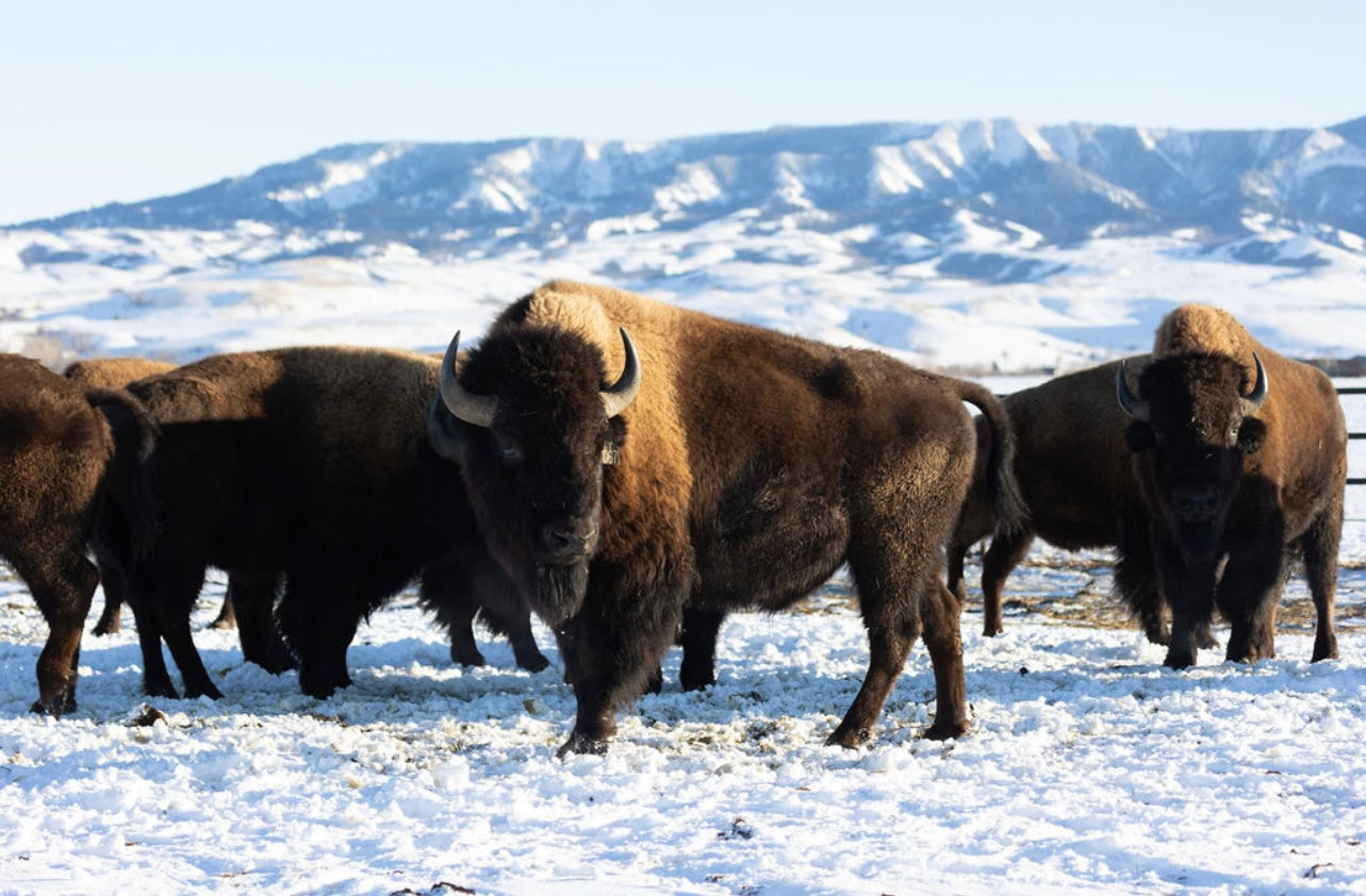 THE NORTH AMERICAN BISON (AMERICAN BISON) – Big Horn Bison Ranch
