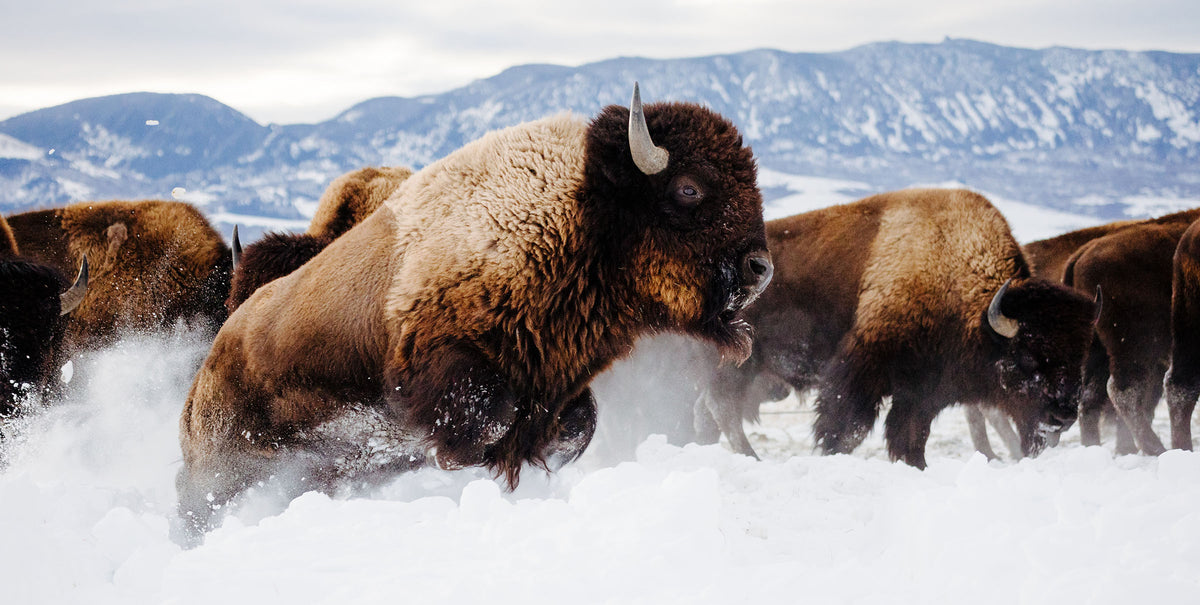 Big Horn Bison Ranch