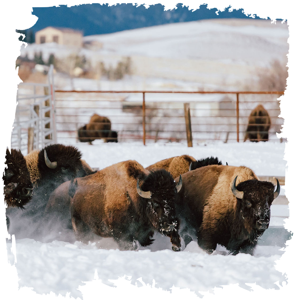 Big Horn Bison Ranch