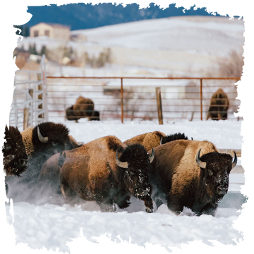 Big Horn Bison Ranch