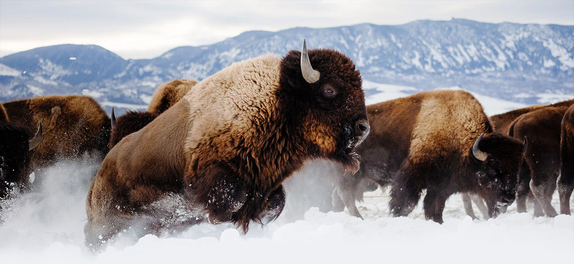 NORTH AMERICAN BISON HISTORY – Big Horn Bison Ranch